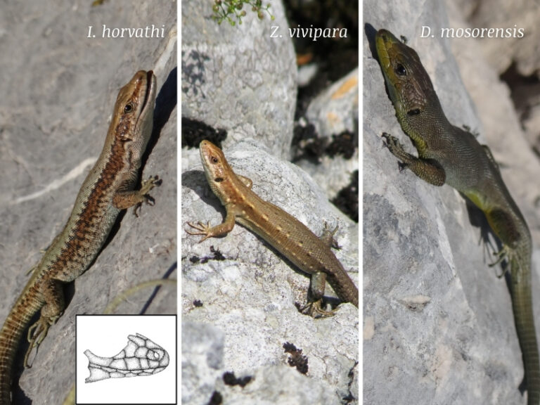 Gušteri u Hrvatskoj 1. dio – Hyla
